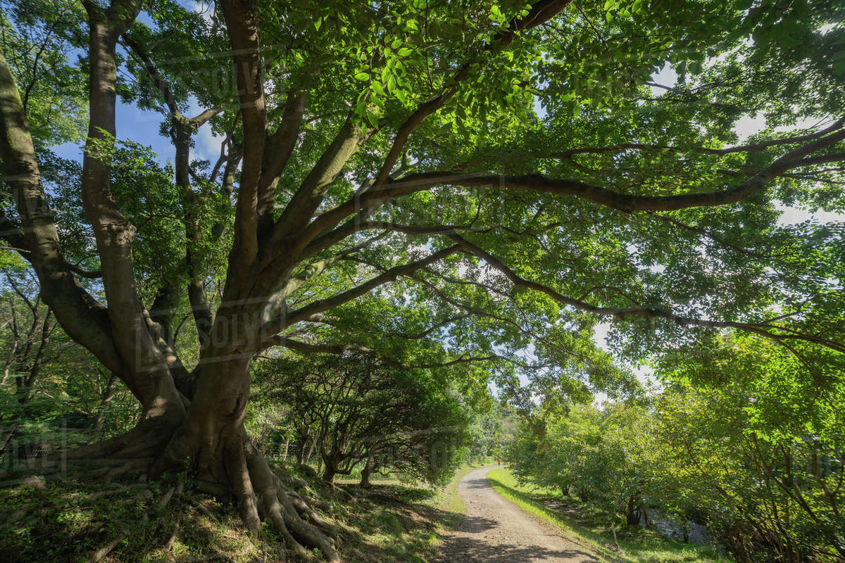A big Muku tree at the public park in Tokyo wide shot - Royalty-free ...