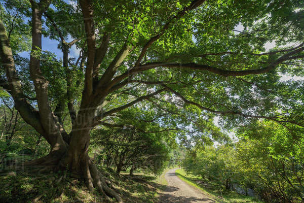 A big Muku tree at the public park in Tokyo wide shot - Royalty-free ...