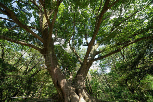 A big Muku tree at the public park in Tokyo wide shot - Stock Photo ...