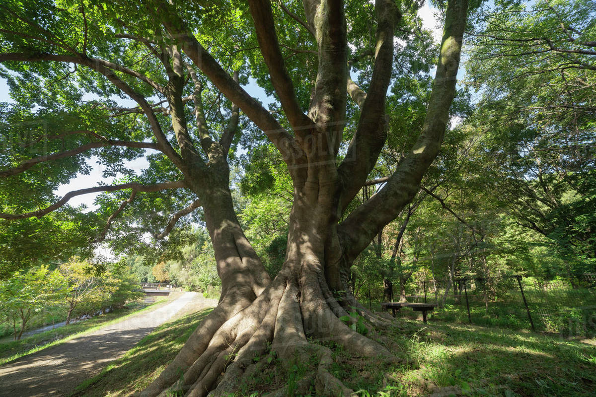 A big Muku tree at the public park in Tokyo wide shot - Royalty-free ...