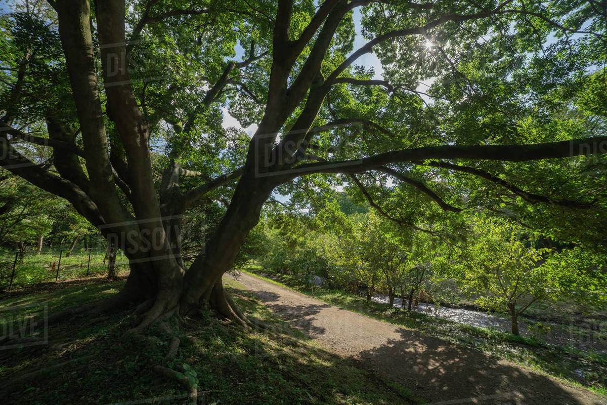 A big Muku tree at the public park in Tokyo wide shot - Royalty-free ...