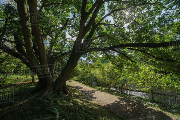 A big Muku tree at the public park in Tokyo wide shot - Royalty-free ...