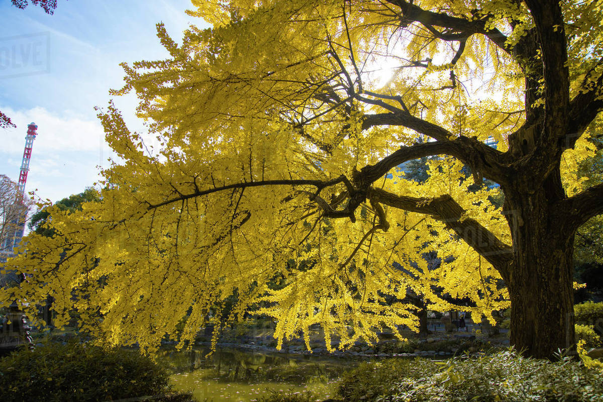 A yellow gingko tree near the pond at Hibiya park in Tokyo - Royalty-free Stock Photo | Dissolve
