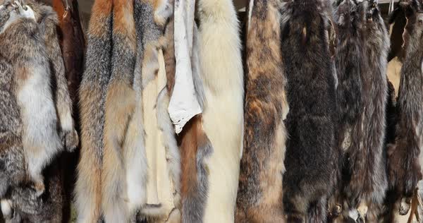 Rocky Mountain Man Rendezvous animal fur pelts. 19th century fur ...