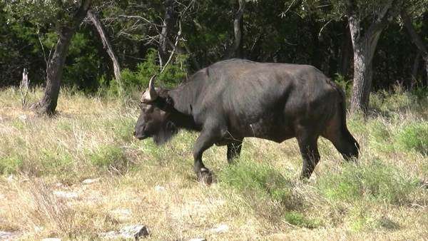 Cape Buffalo from Africa walking broadside. One of the most dangerous ...