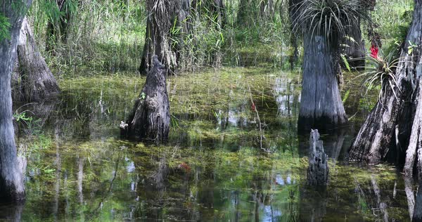 Florida Everglades Cypress National Park swamp. International Biosphere ...