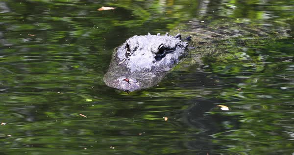 Florida Everglades Alligator close in swamp water. Everglade National ...
