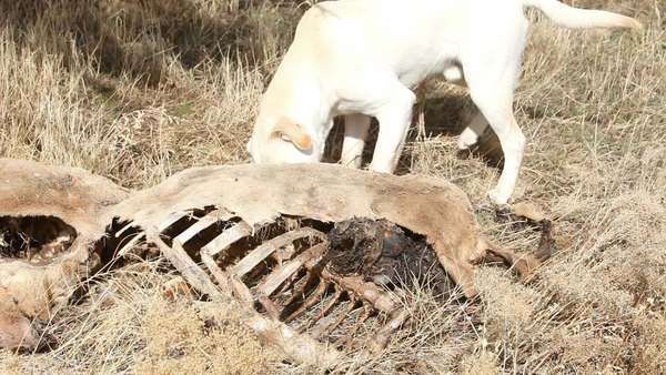 How Long Does It Take For A Dead Dog To Decompose