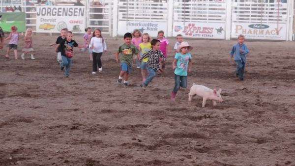 Rodeo kids catching pig. Rural fair, rodeo and community celebration ...