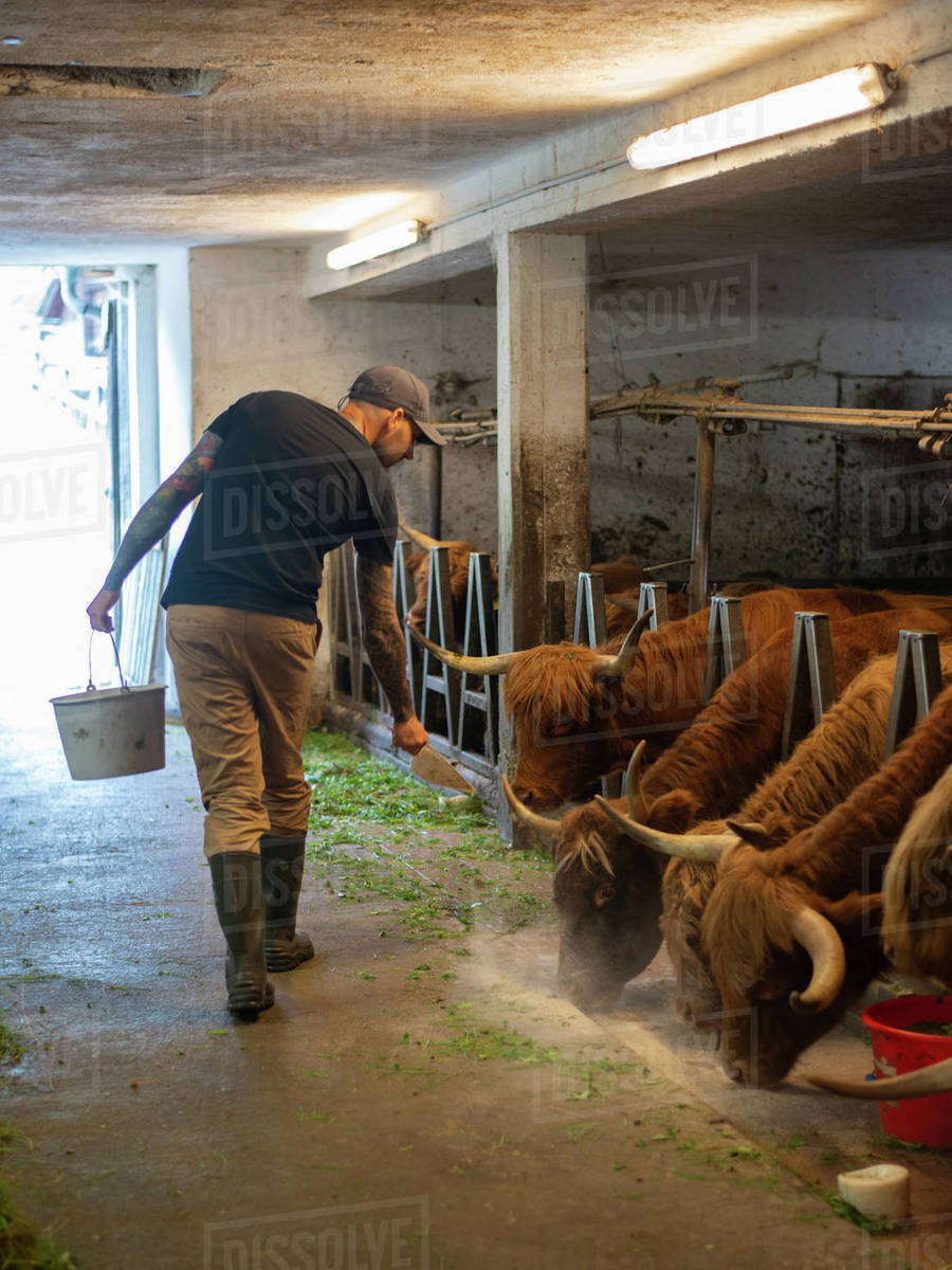 Farmer with a bucket of ground corn feeding cows in cowshed - Stock ...