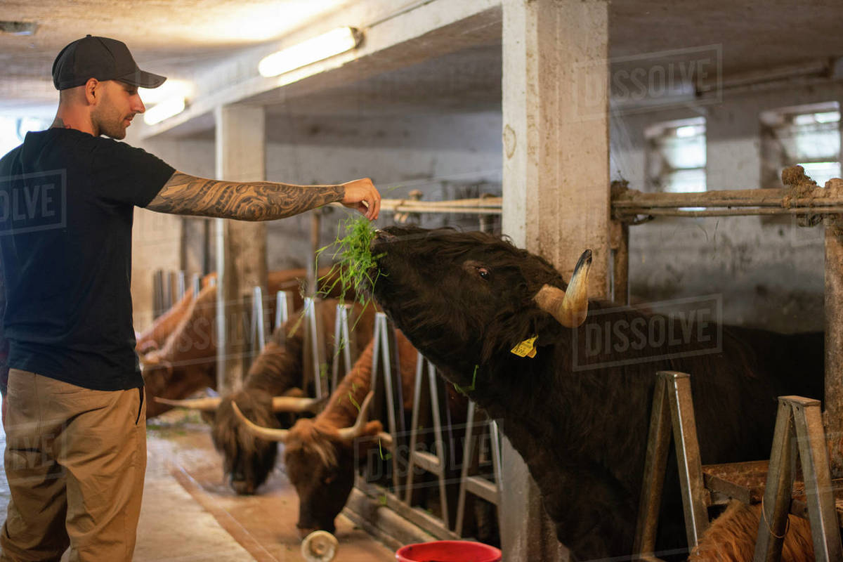 Farmer feeding big black bull by fresh grass - Stock Photo - Dissolve