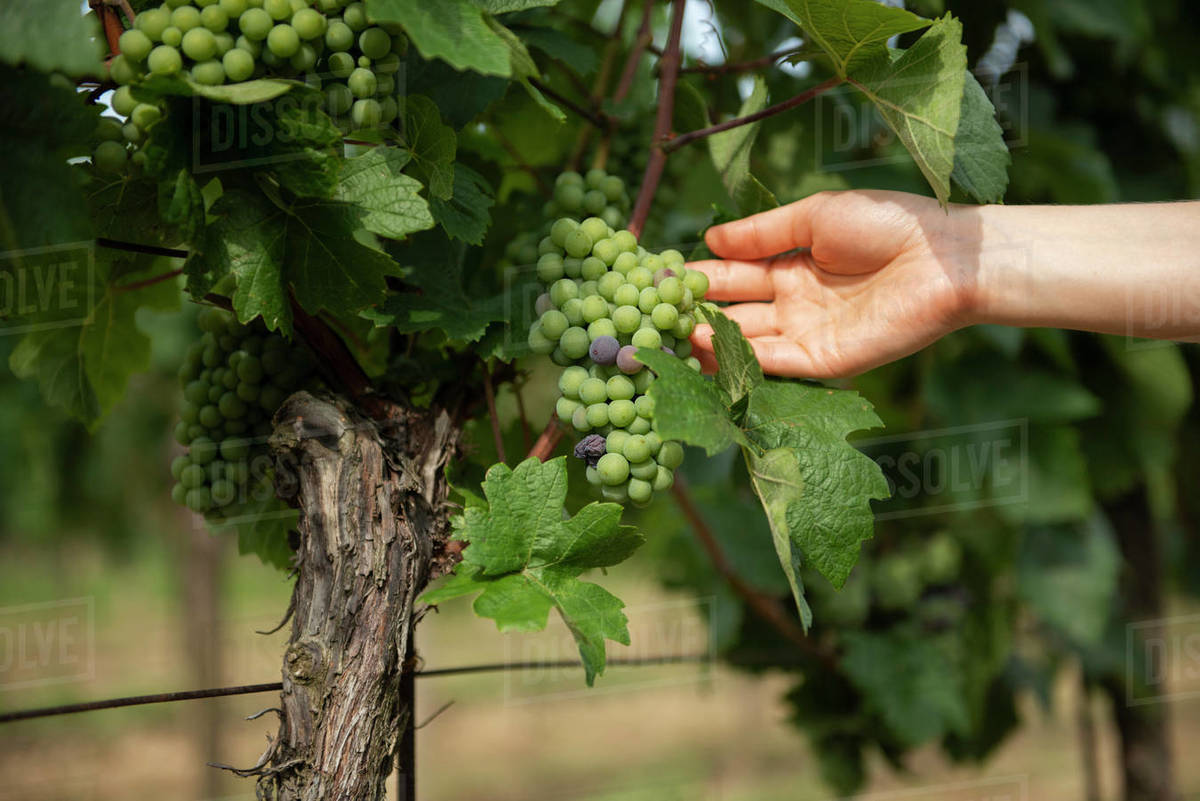Close-up of grape picker hands selecting bunches of grapes on the vine ...