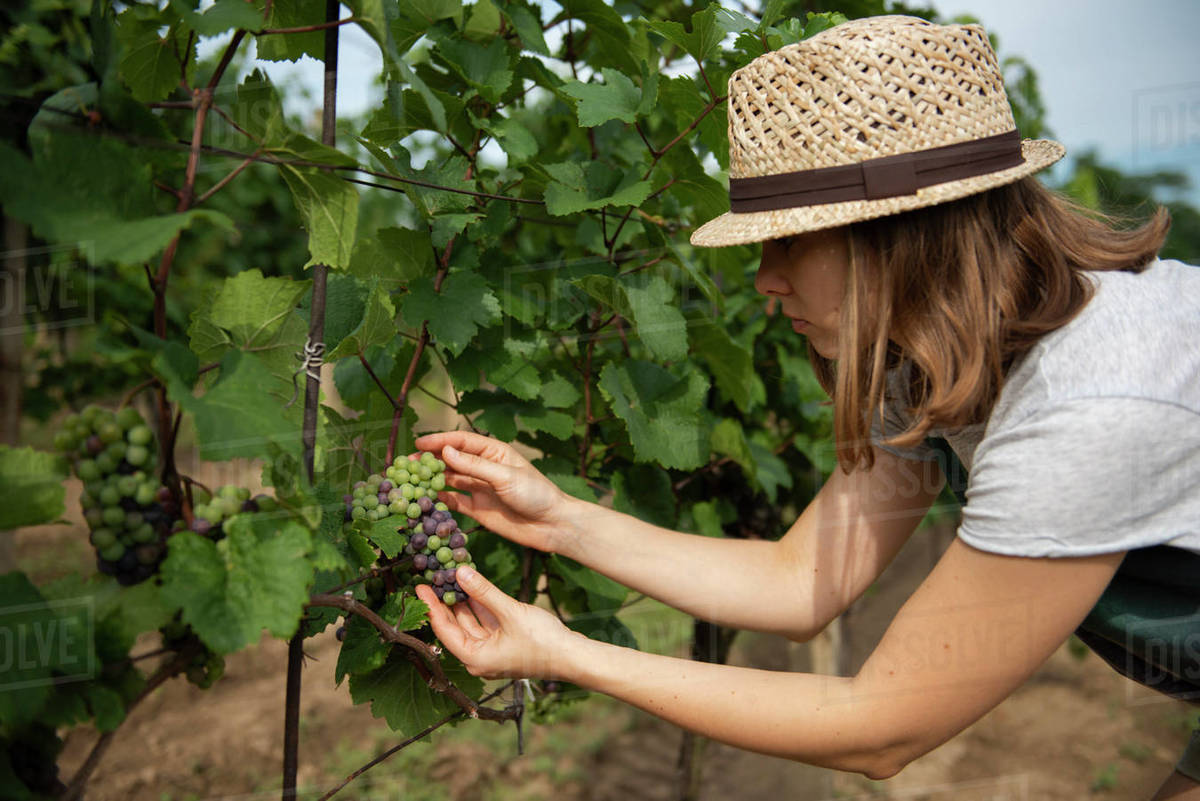 Grape picker at work selecting bunches of grapes on the vine - Stock ...