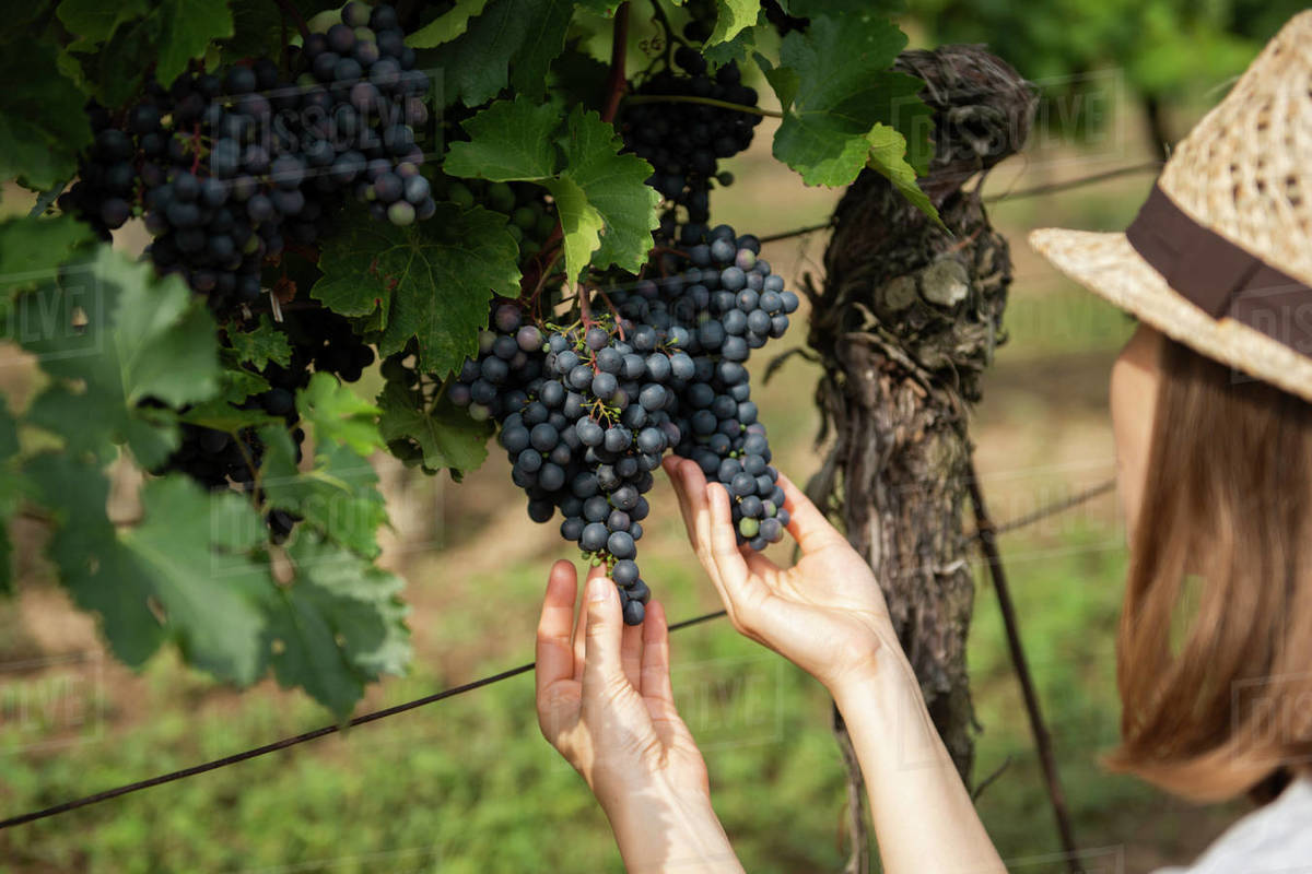 Grape picker at work harvesting grapes in vineyard - Stock Photo - Dissolve