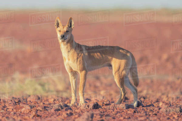 Wild dingo (Canis lupus) in rocky, gibber habitat, South Australia ...