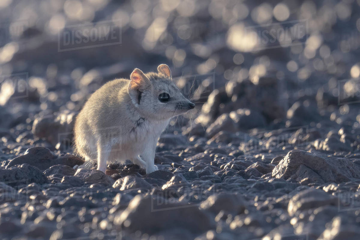 Wild kowari (Dasyuroides byrnei) on gibber rock, South Australia ...