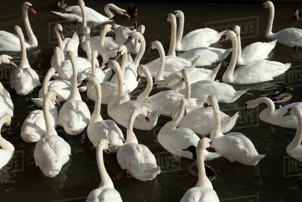 Flock of swans in the river Avon, Stratford-upon-Avon, Warwickshire ...