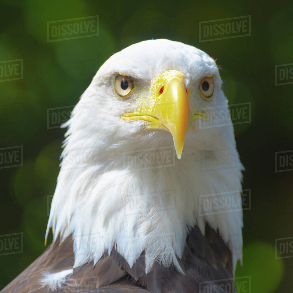 Close-up portrait of a Bald Eagle, British Columbia, Canada - Royalty ...