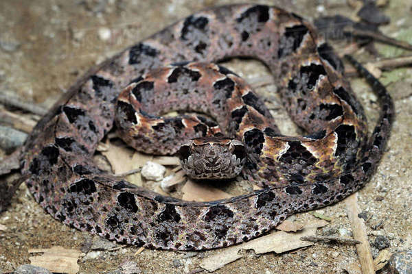 Close-Up of a pit viper snake on dry leaves, Indonesia - Royalty-free ...