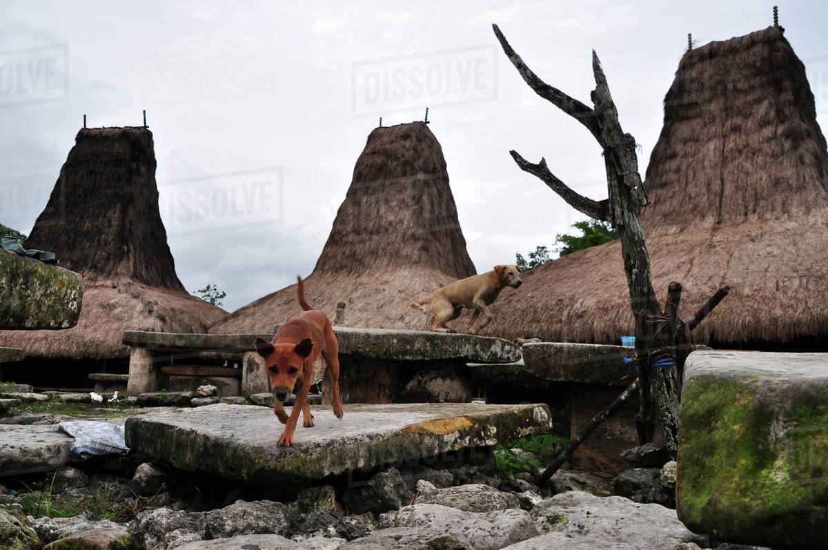 Two stray dogs running around traditional old stone houses, Praijing ...
