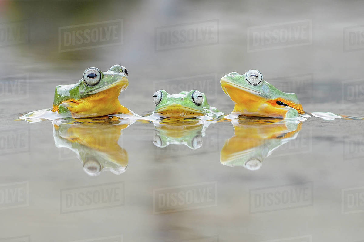 Three tree frogs sitting in a puddle looking ahead, Indonesia - Royalty ...