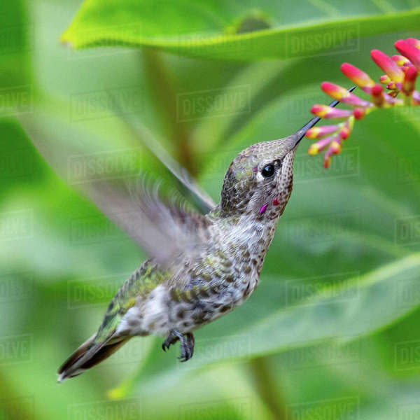 Close-up of an Anna's Hummingbird pollinating a flower, British ...