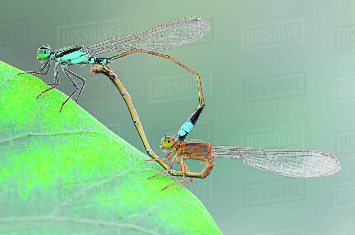 Close-Up profile view of two dragonflies on a leaf mating, Indonesia ...