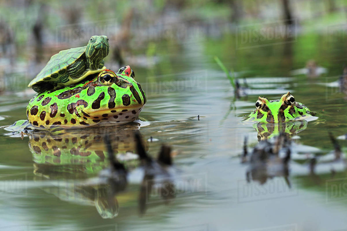 Turtle sitting on toad, Indonesia - Stock Photo - Dissolve