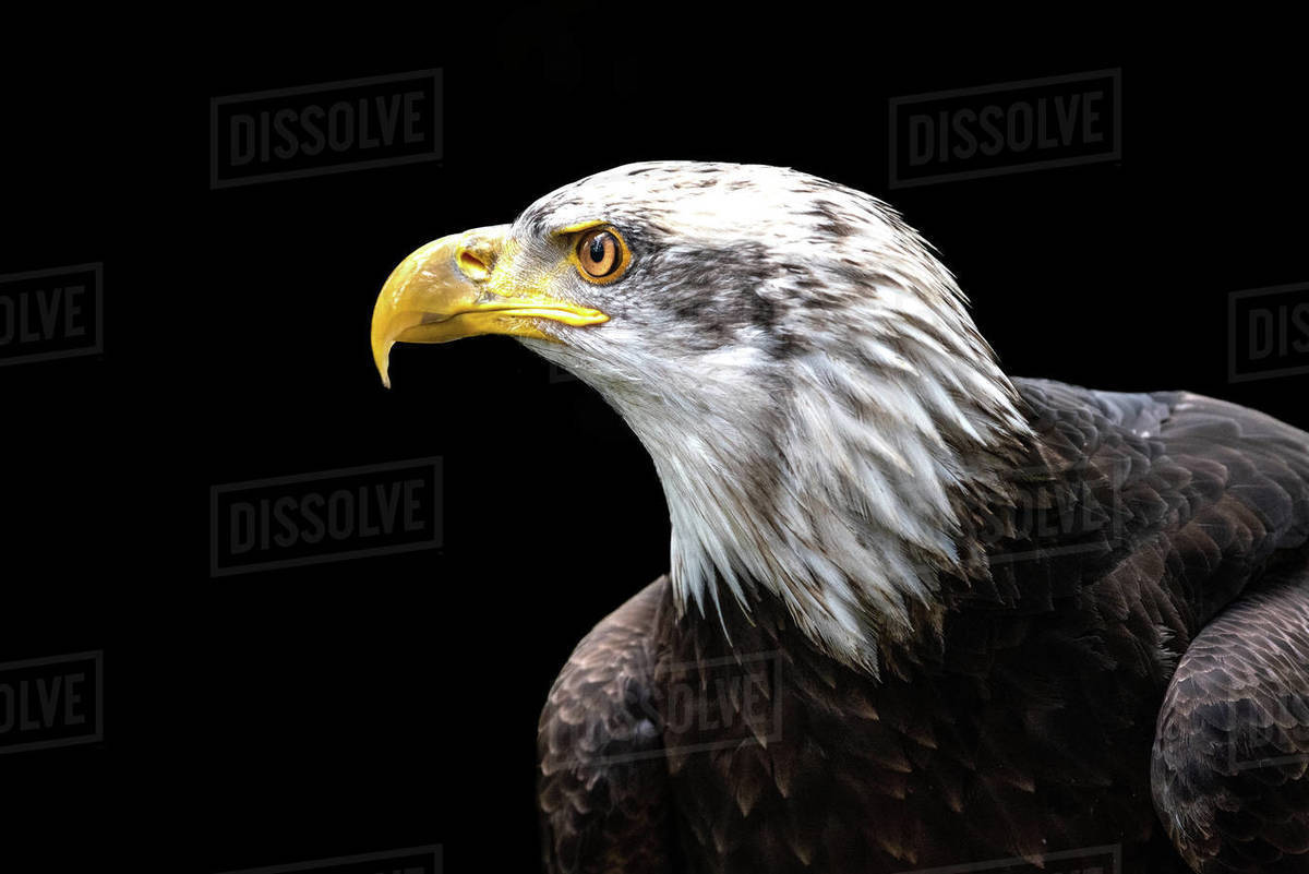 Close-Up profile of a bald Eagle, British Columbia, Canada - Royalty ...