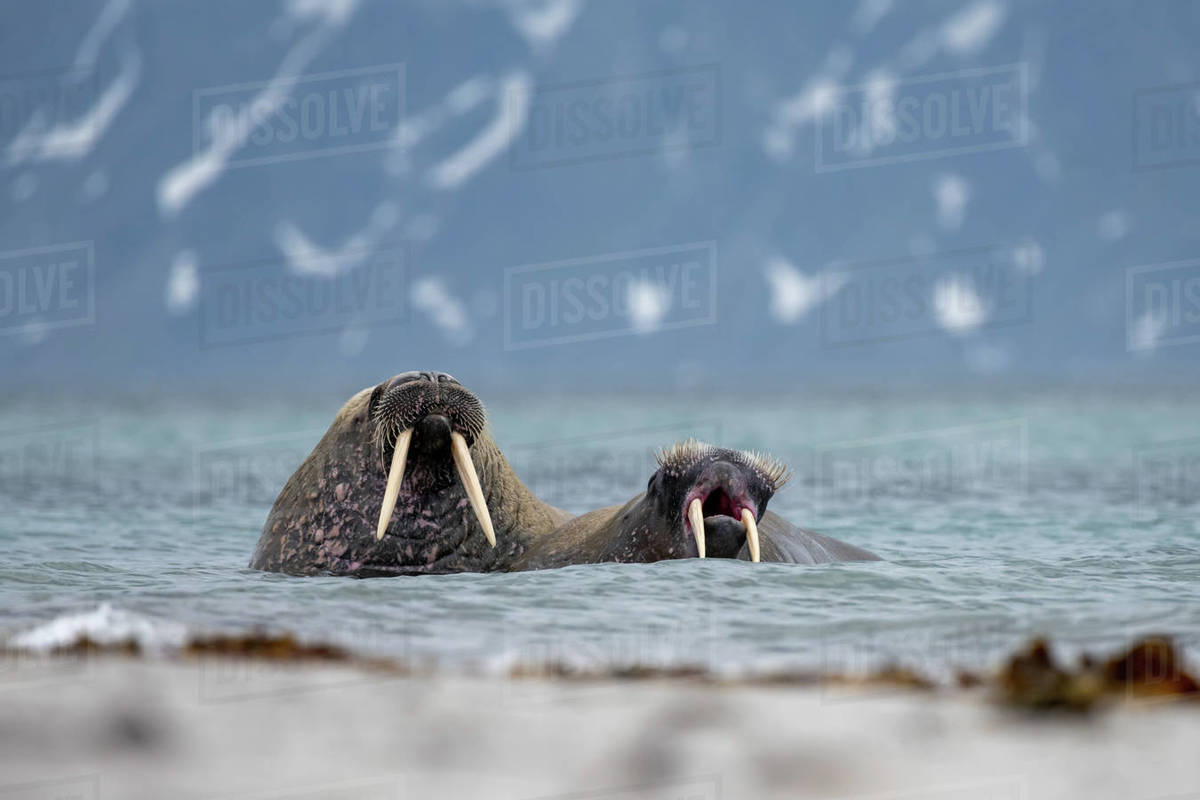 Two walruses in Arctic Ocean, Smeerenburg, Svalbard, Kingdom of Norway ...