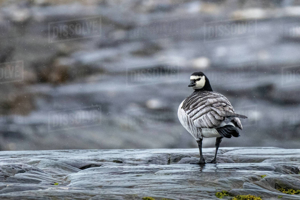Close-Up of a barnacle goose standing on coastal cliffs, Krossfjordan ...