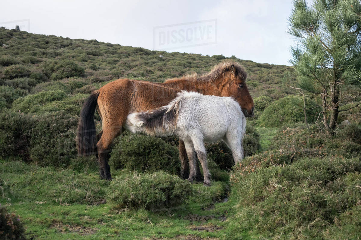 Pure bred Galician horse suckling from its mother, Galicia, Spain ...