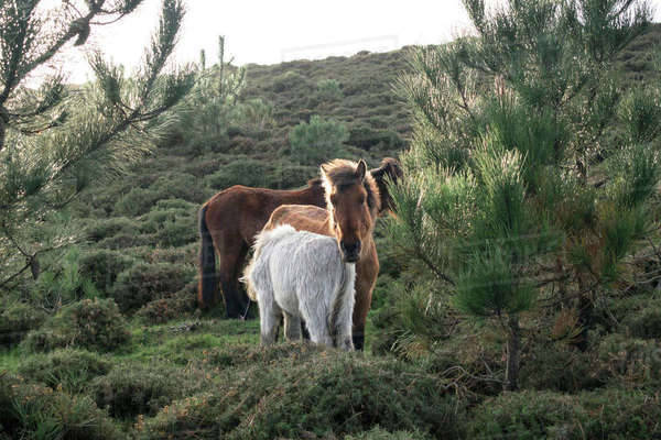 Three purebred Galician horses standing in a rural landscape in winter ...