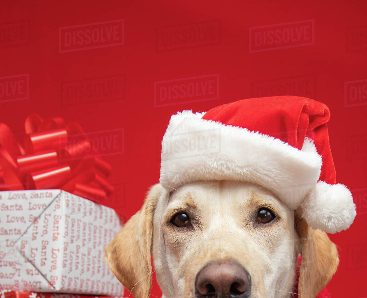 Portrait of a yellow labrador retriever dressed in a santa hat sitting ...