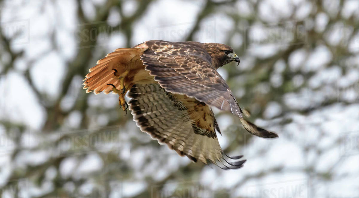 Red-tailed Hawk flying past a tree, British Columbia, Canada - Royalty ...