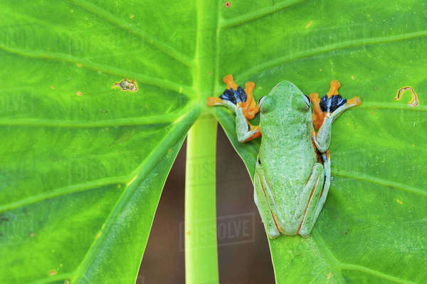 Overhead view of a frog on a leaf, Indonesia - Royalty-free Stock Photo ...
