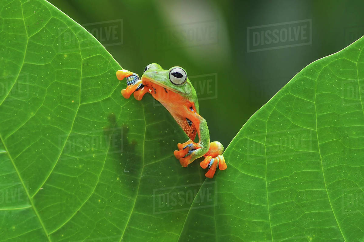 Close-up of a flying tree frog peeking over the edge of a leaf ...