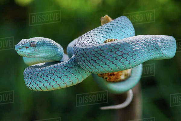 Close-up of a Blue viper snake coiled around a branch, Indonesia ...