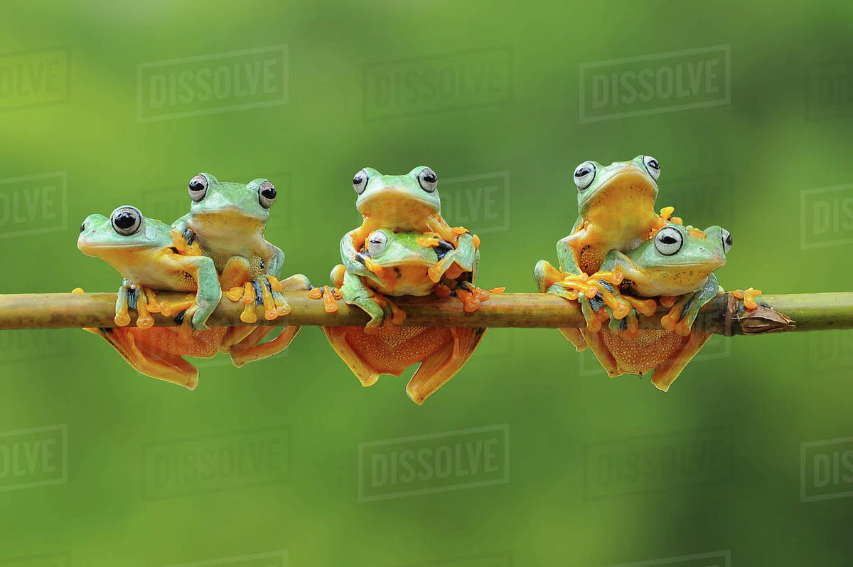 Six javan tree frogs sitting on a branch, Indonesia - Stock Photo ...