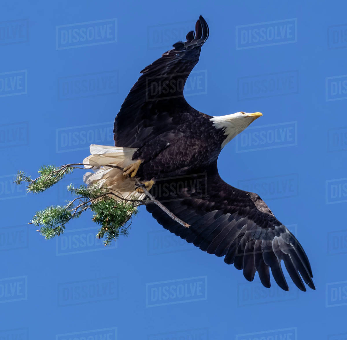 Bald Eagle in flight carrying a branch to build a nest, British ...