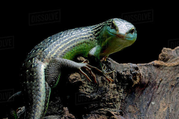 Olive Tree Skink on a tree trunk, Indonesia - Royalty-free Stock Photo ...