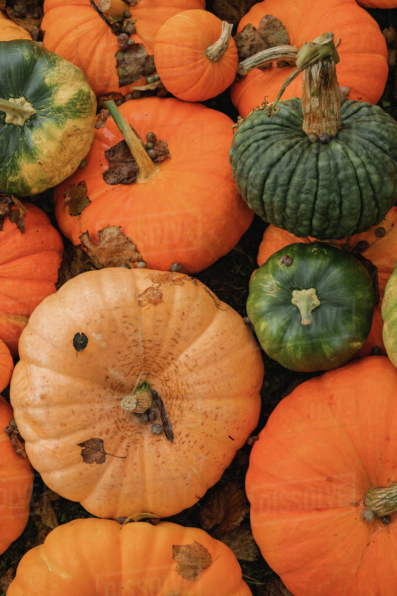 Full frame overhead view of assorted pumpkins - Royalty-free Stock ...