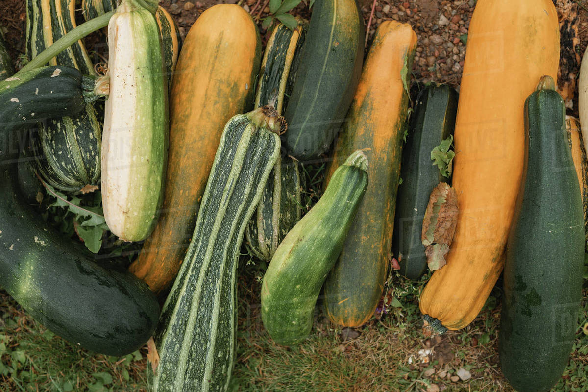 Overhead view of assorted courgettes in a row on a lawn - Royalty-free ...