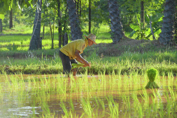 Farmer planting rice plants in a flooded paddy field, Thailand ...