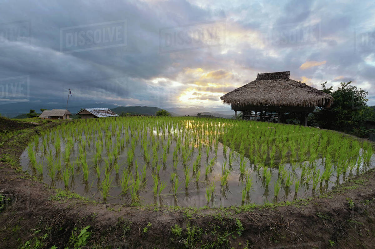 Flooded Rice Terraces with sunset backdrop, Pa Pong Pieng, Chiang Mai ...