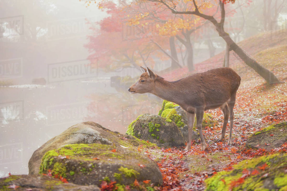 Shika deer in Nara park, Nara, Kansai, Honshu, Japan - Royalty-free ...