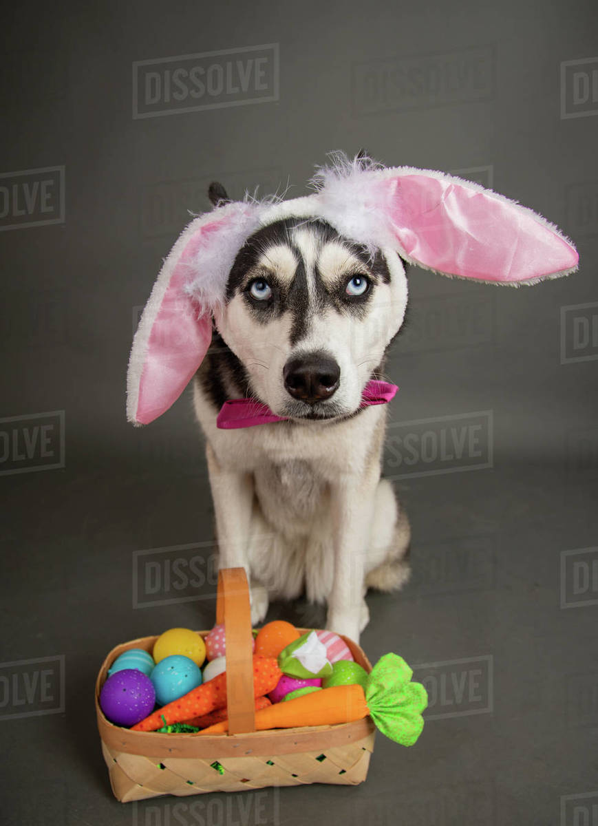Sad siberian husky dog wearing Easter bunny ears sitting next to a ...