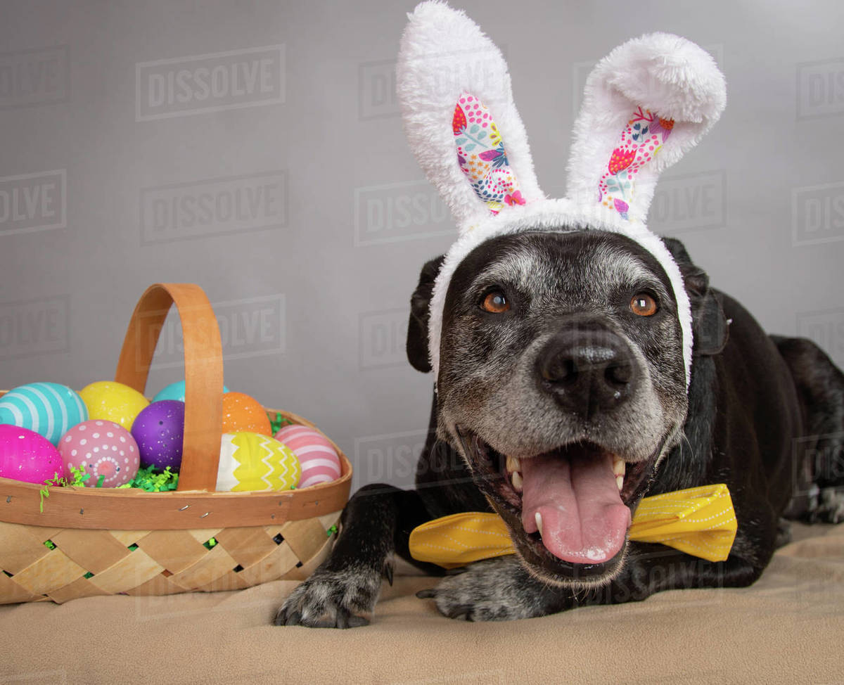 Portrait of a senior labrador retriever wearing bunny ears lying next ...