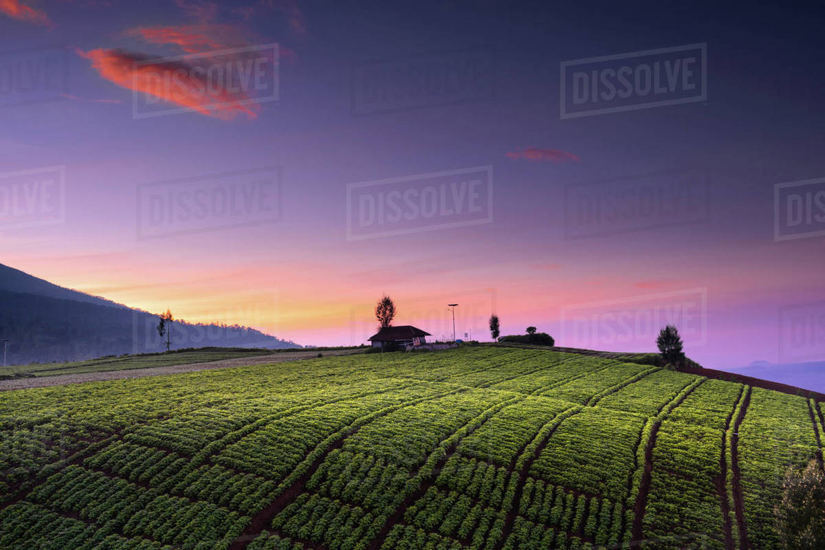 Aerial view of a tea plantation at sunset, Brakseng, Batu, East Java ...