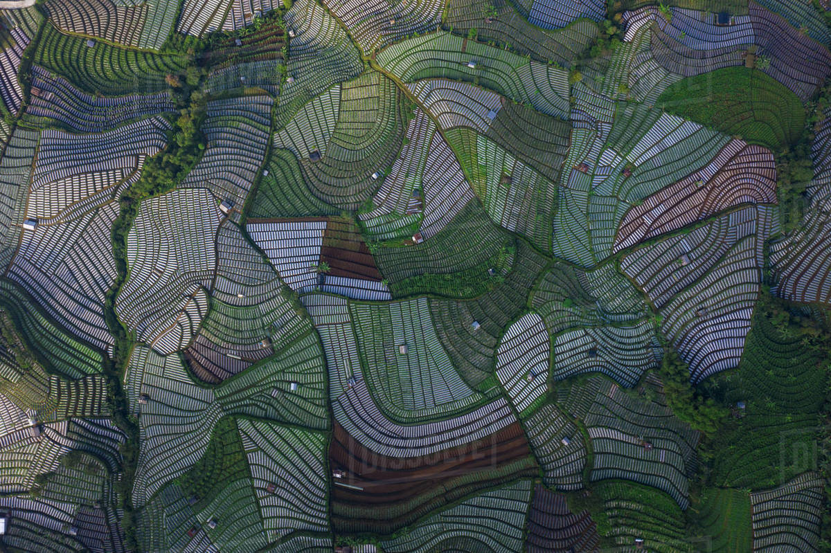 Aerial view of flooded rice terraces in rural landscape, Indonesia ...
